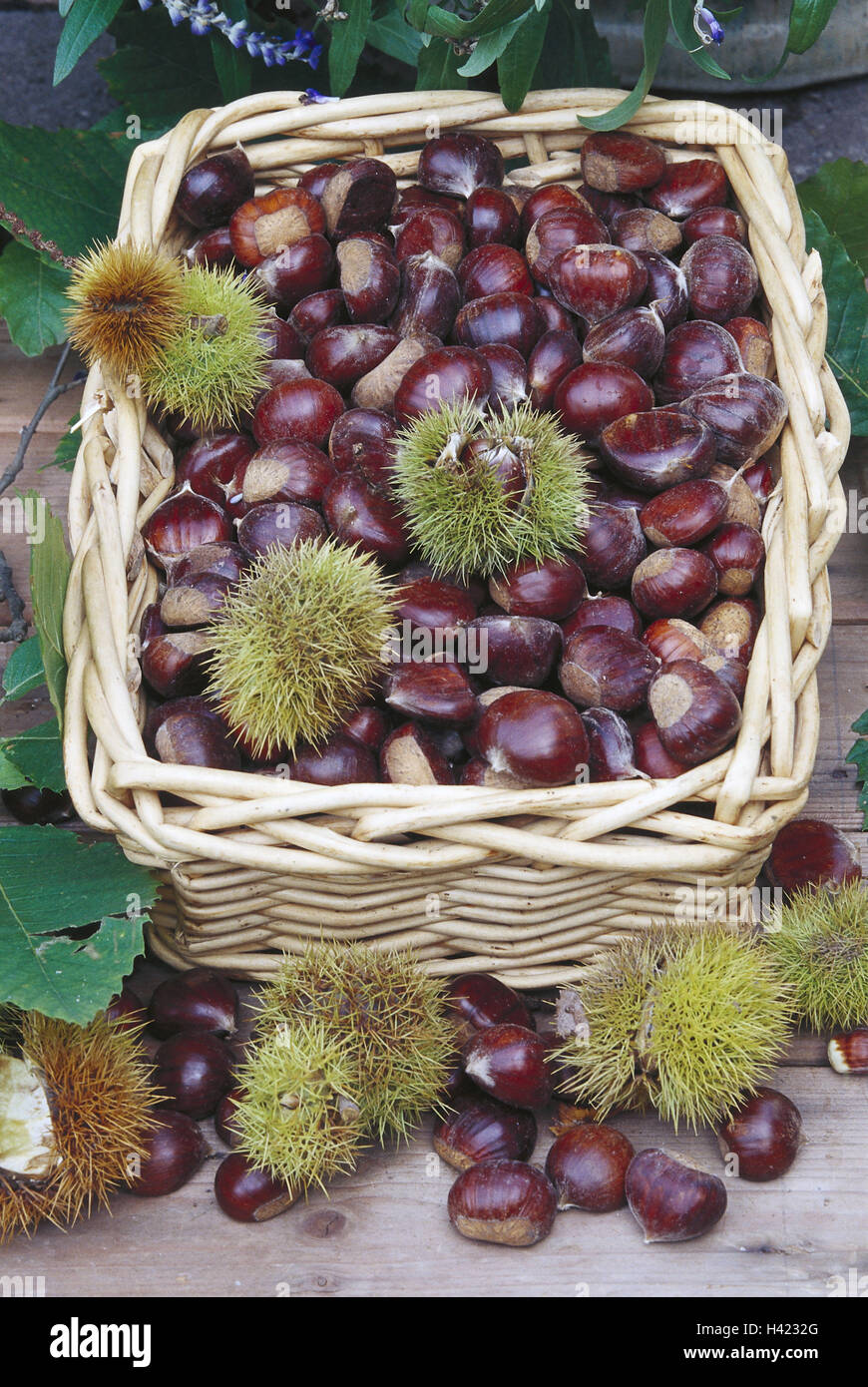 Castanea nut fruits hi-res stock photography and images - Alamy