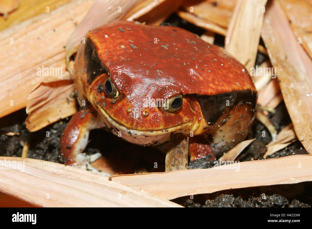 Zoo, tomato frog, Dyscophus guineti, terrarium, animals, animal ...