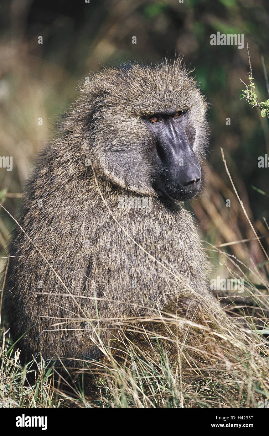 Anubispavian, Papio anubis, sit, view camera, nature, zoology, animal ...
