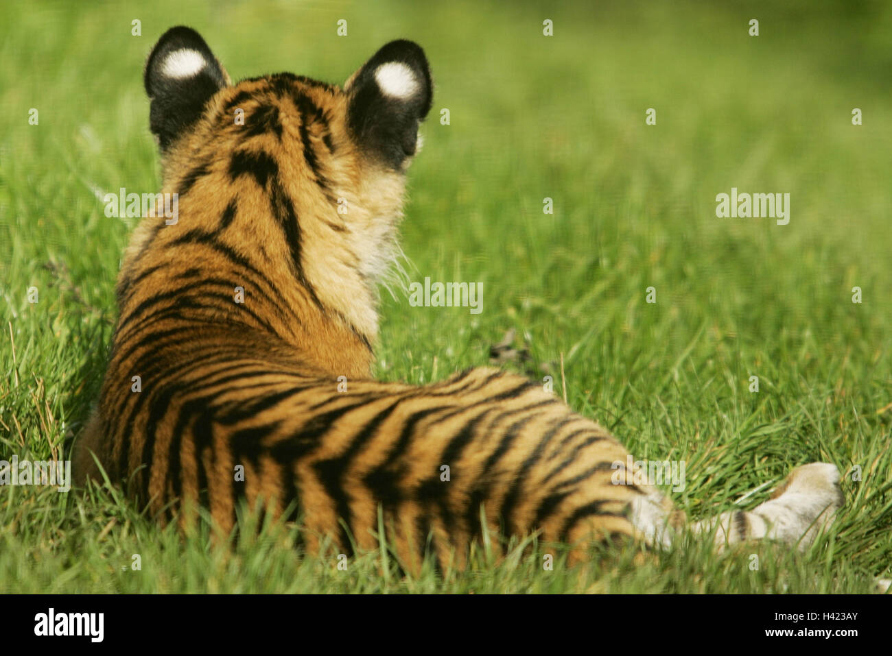 Zoo, meadow, Sumatra tiger, Panthera, tigris sumatrae, young animal ...
