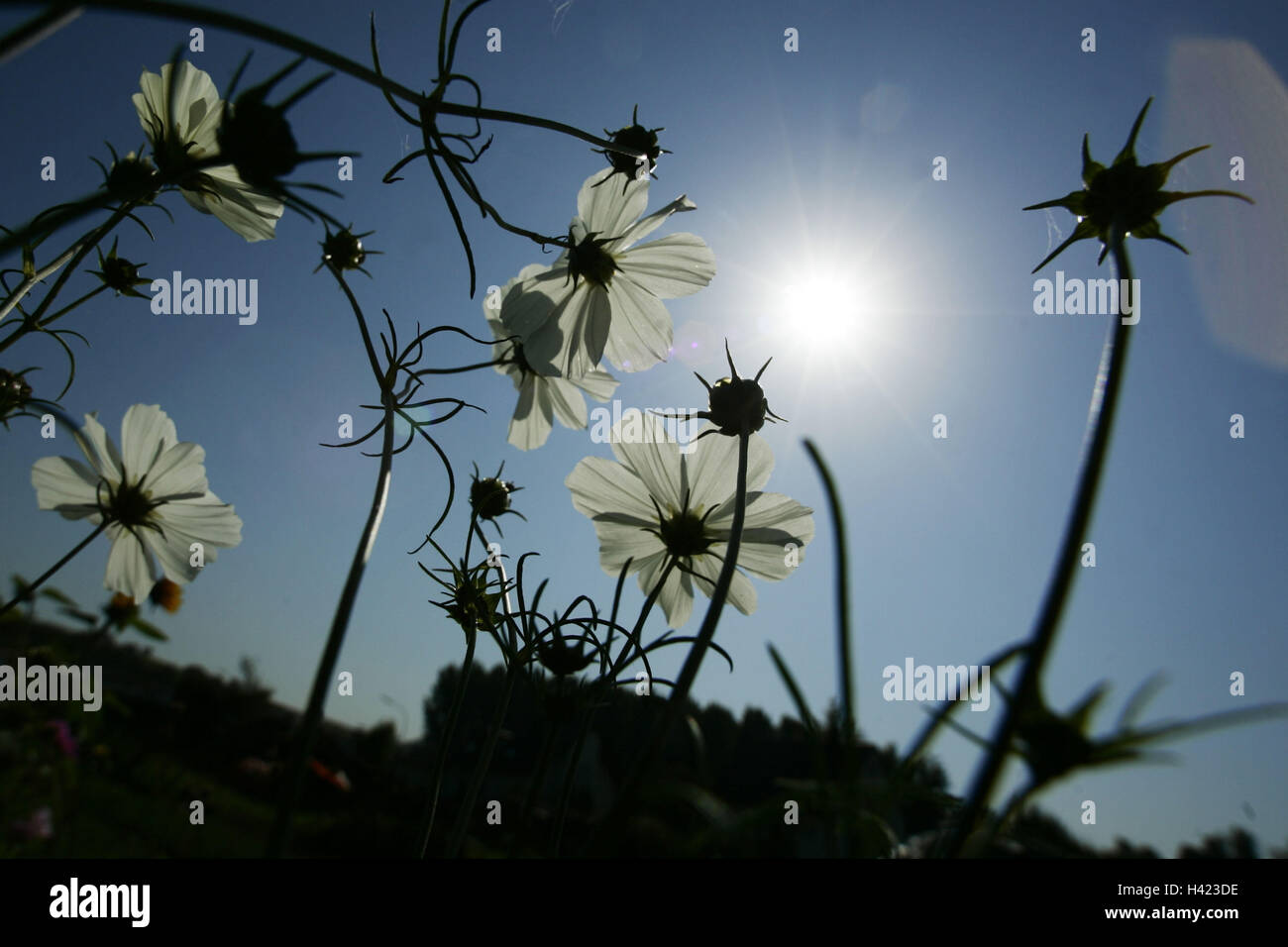 Meadow, Kosmeen, Cosmos bipinnatus, detail, blossoms, white, from below ...