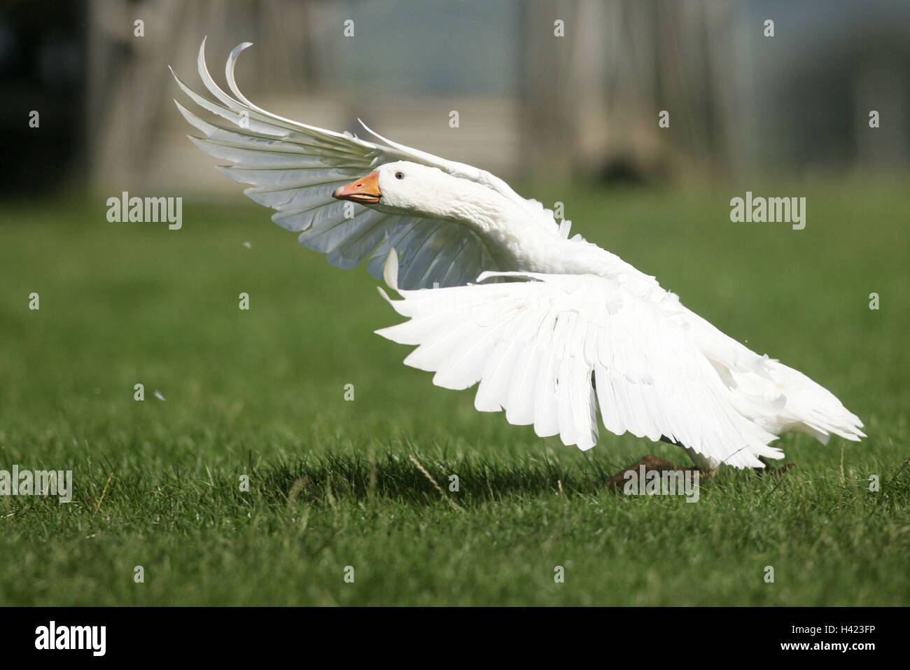Meadow, house goose, run, spread wing, animals, animal, birds, bird ...