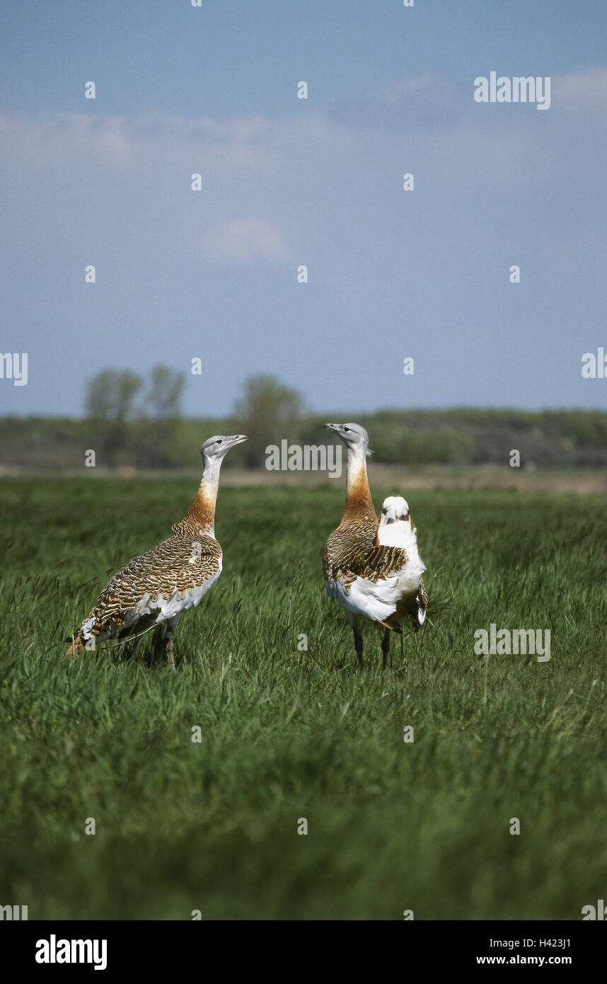 Hungary, meadow, great bustards, Otis tarda, Europe, Wildlife, wild ...