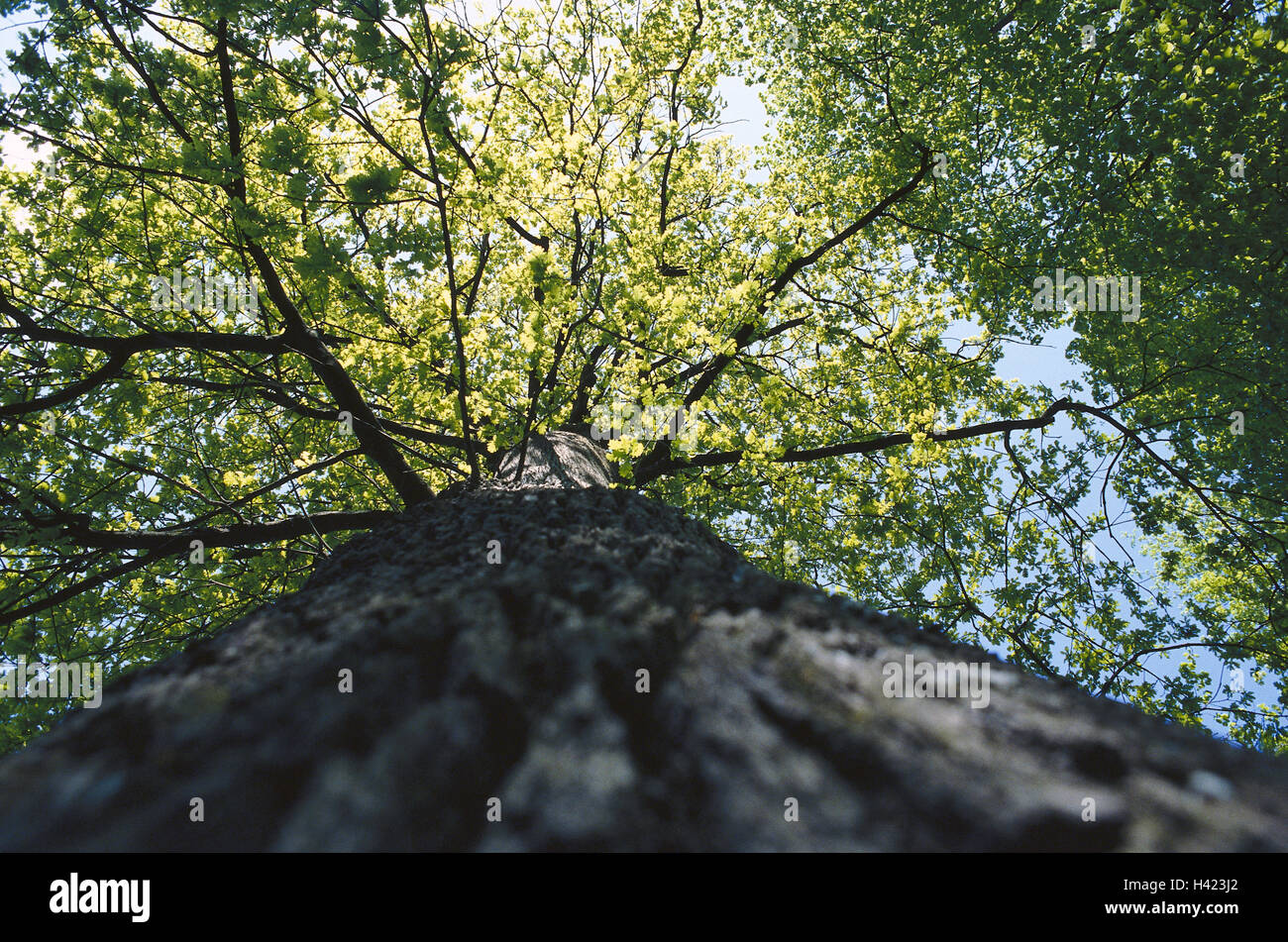 Tree, oak, detail, from below, spring plant, broad-leaved tree, Quercus ...