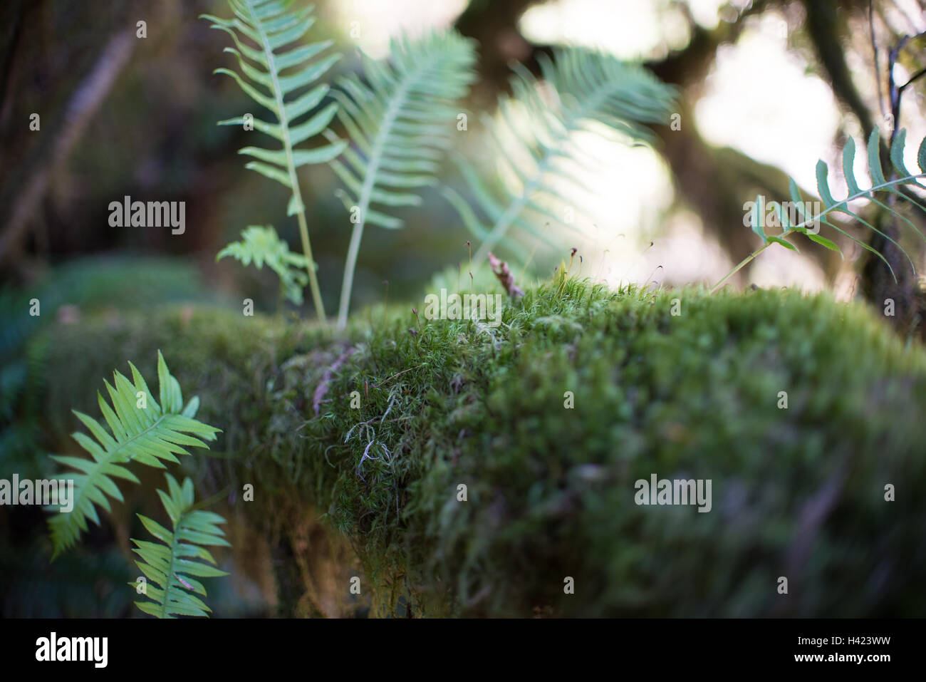 tree limb with moss growth in the forest outdoors in the pacific ...