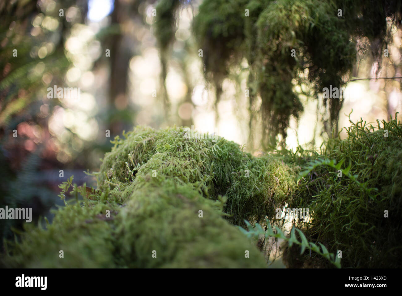 fluffy moss growing on a tree in the forest in the pacific northwest ...