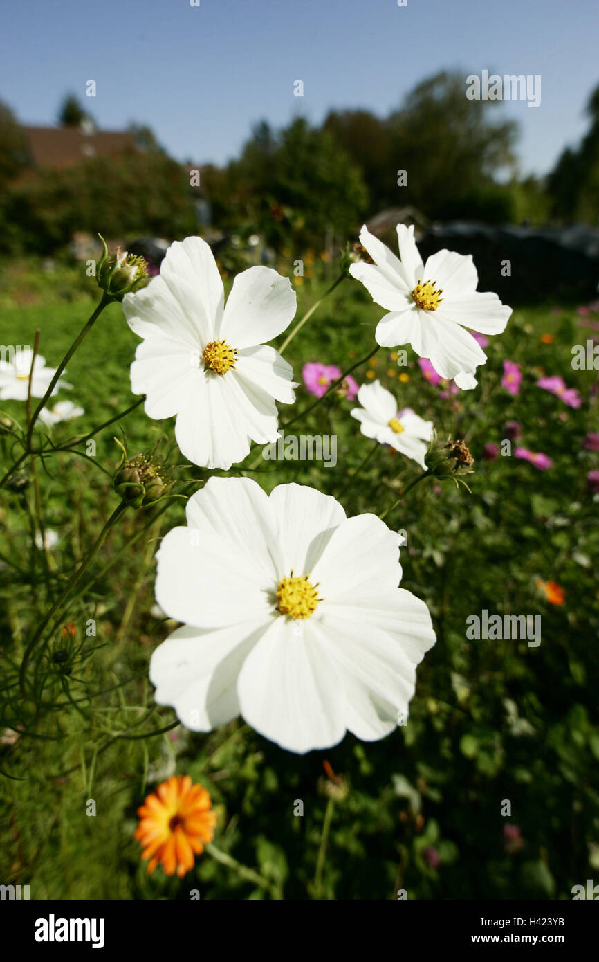 Meadow, Kosmeen, Cosmos bipinnatus, detail, blossoms, white, composites ...