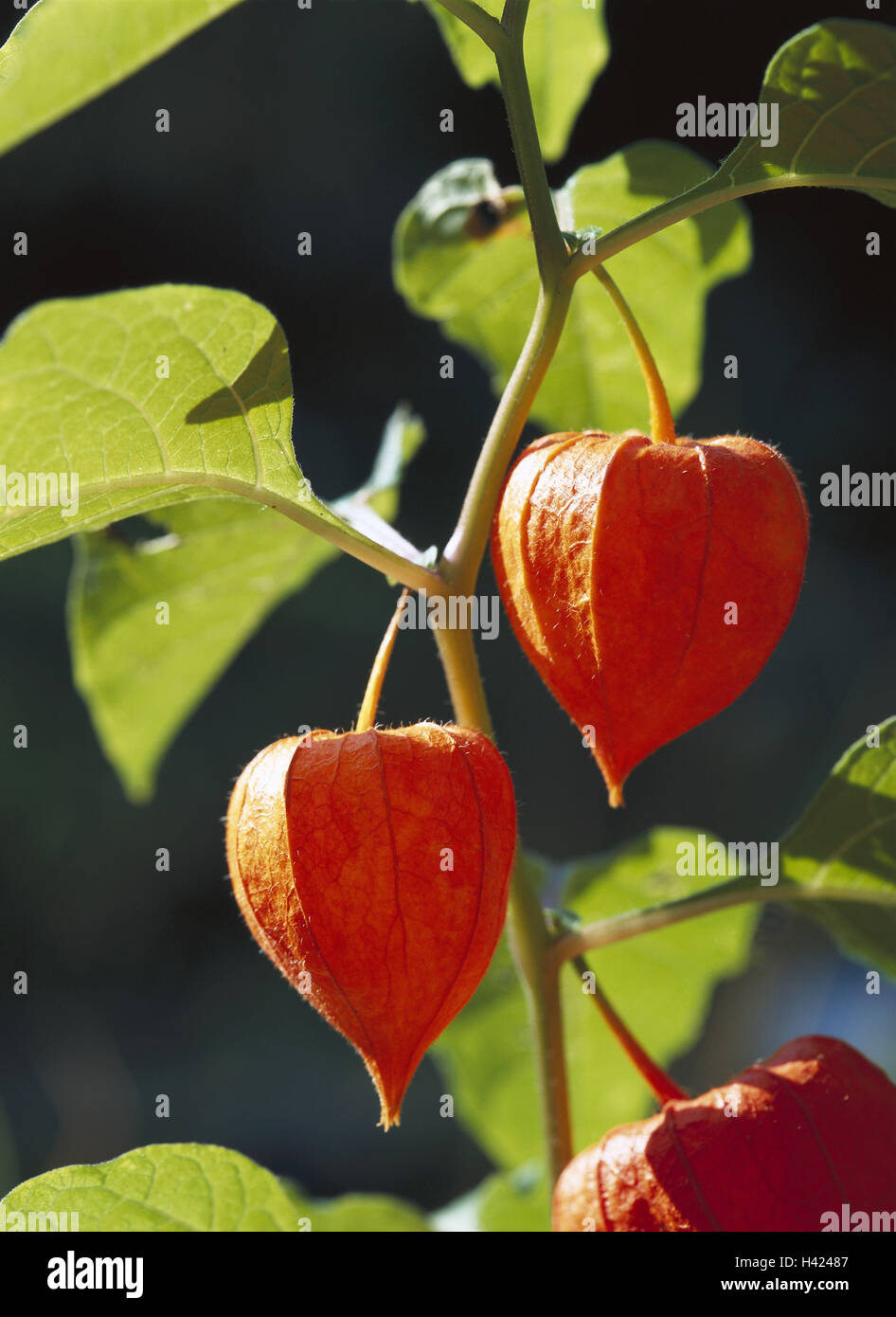 Lampion plant, Physalis franchetii, detail, fruit sleeves, red, nature ...