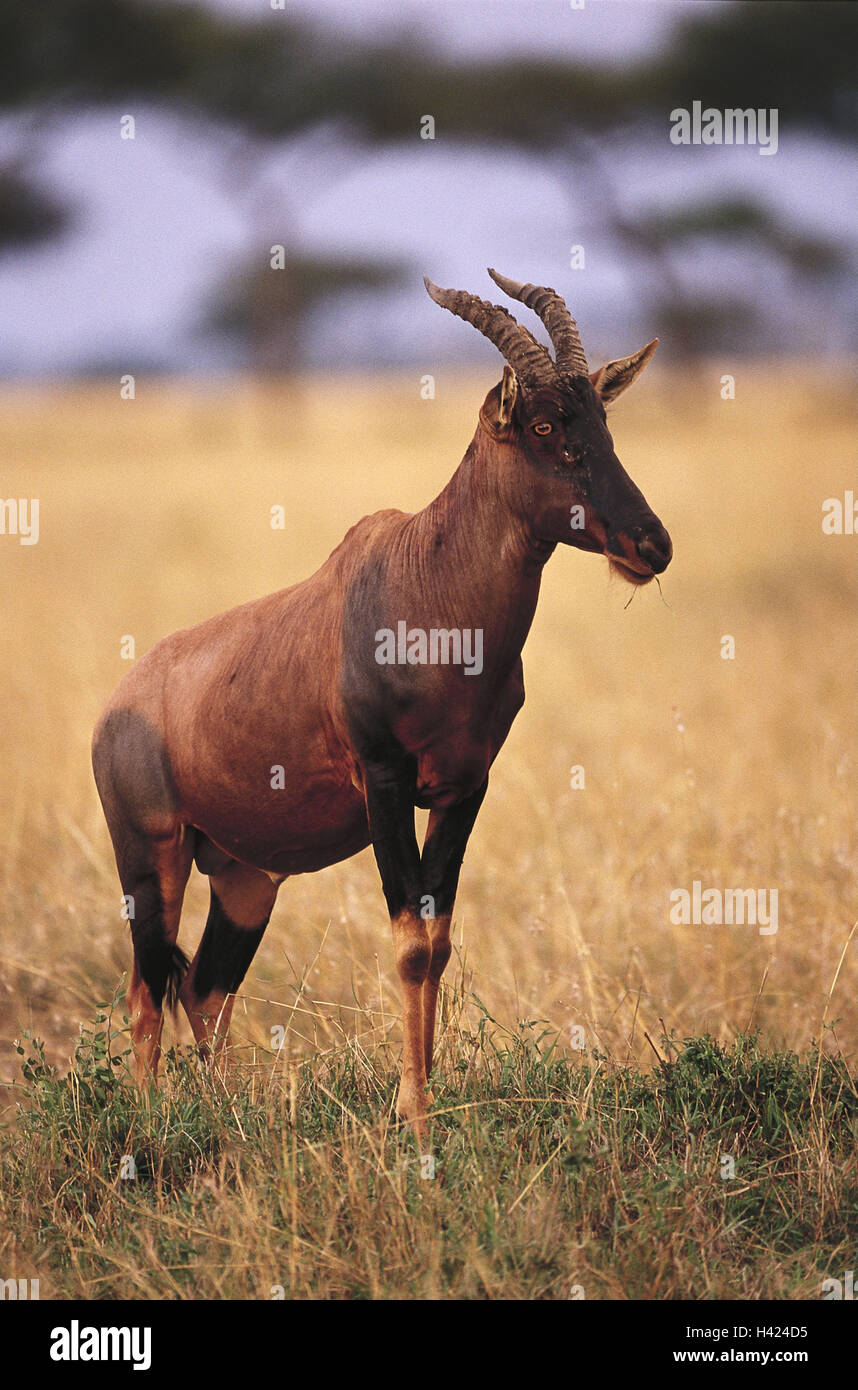 Steppe, Topi, Damaliscus lunatus, nature, grassland, grass scenery ...