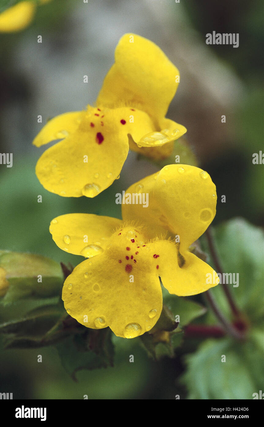 Yellow bateleur eagle flower, Mimulus guttatus, blossoms, yellow ...