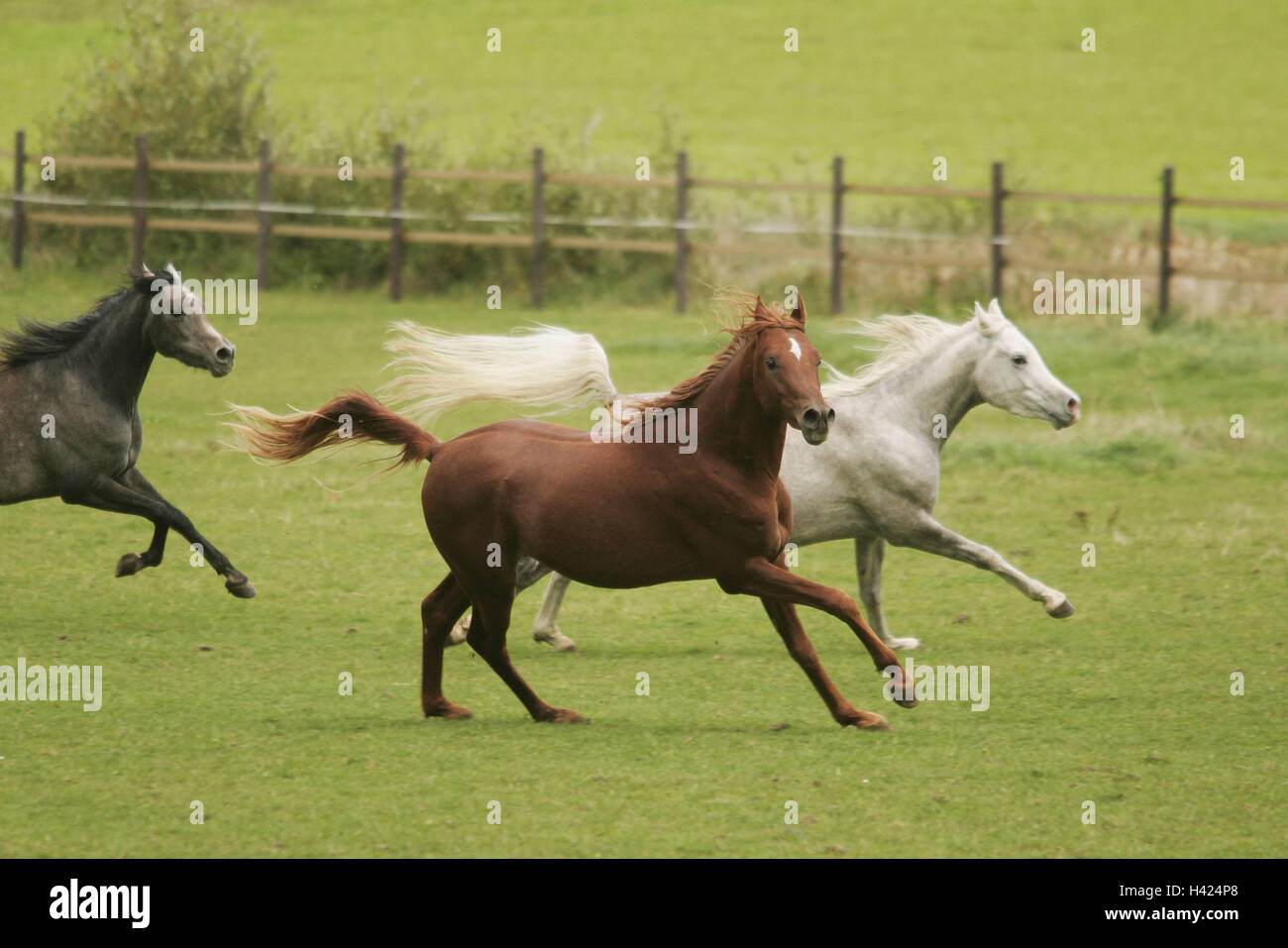Meadow, horses, Arabs, three, gallop, animals, mammals, uncloven-hoofed ...