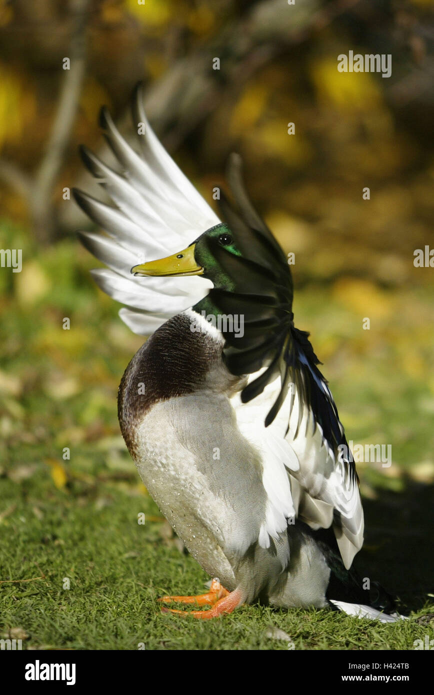Zoo, mallard, male, Anas, platyrhynchos, wing spread, animal park ...