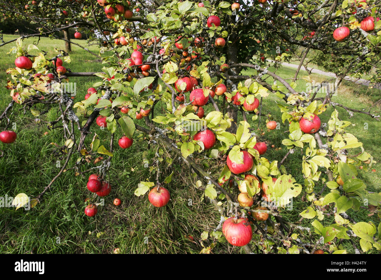 Germany, orchard meadow, apple-tree, detail Europe, meadow, trees ...