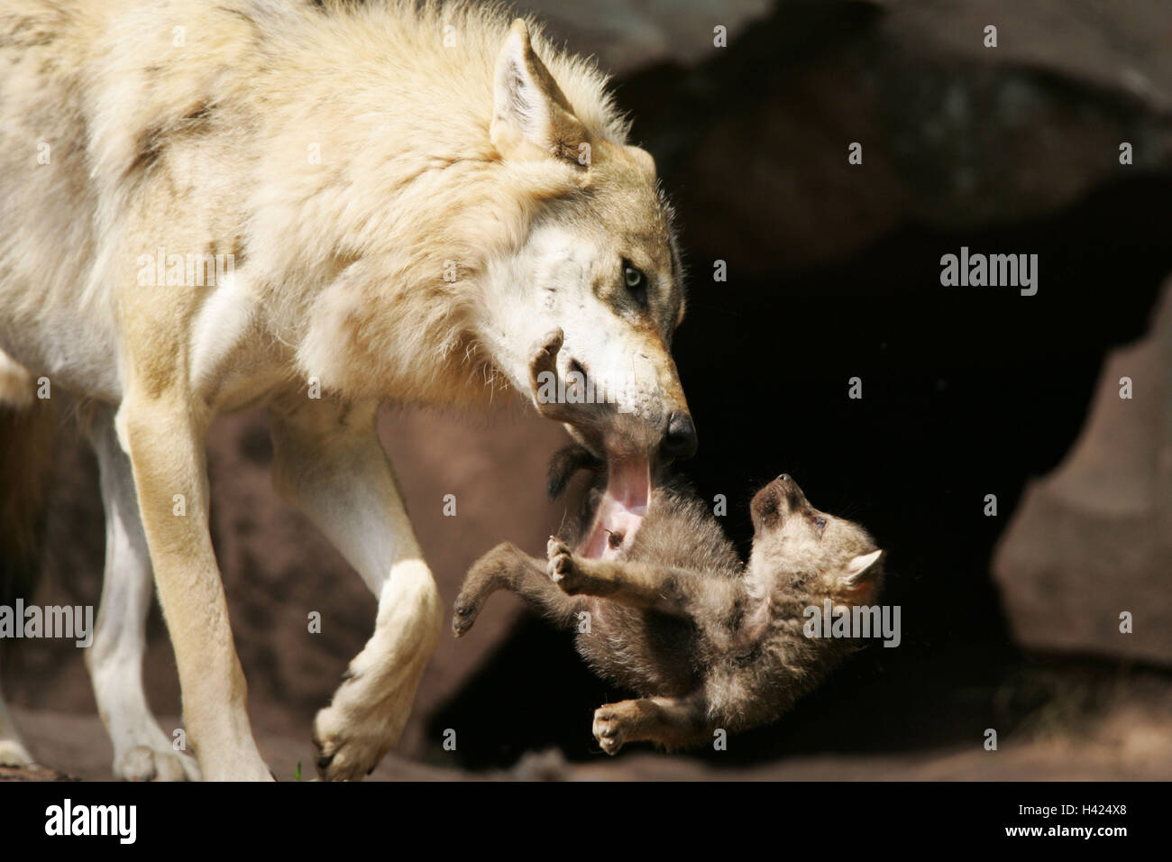 Enclosure, grey wolves, Canis lupus, mother animal, puppy, animals ...