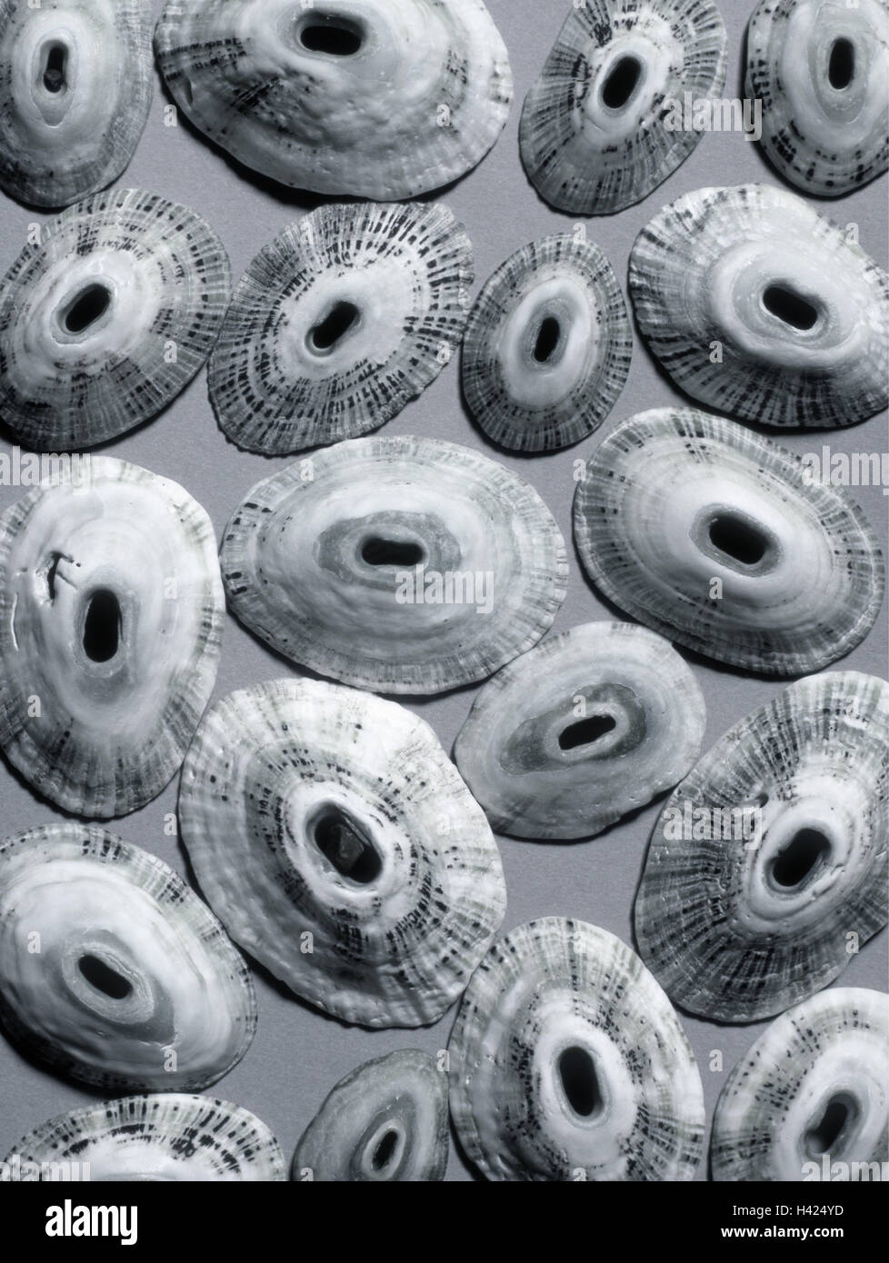 Flotsam and jetsam, whelks, Fissurellidae, mussels, escargot houses ...