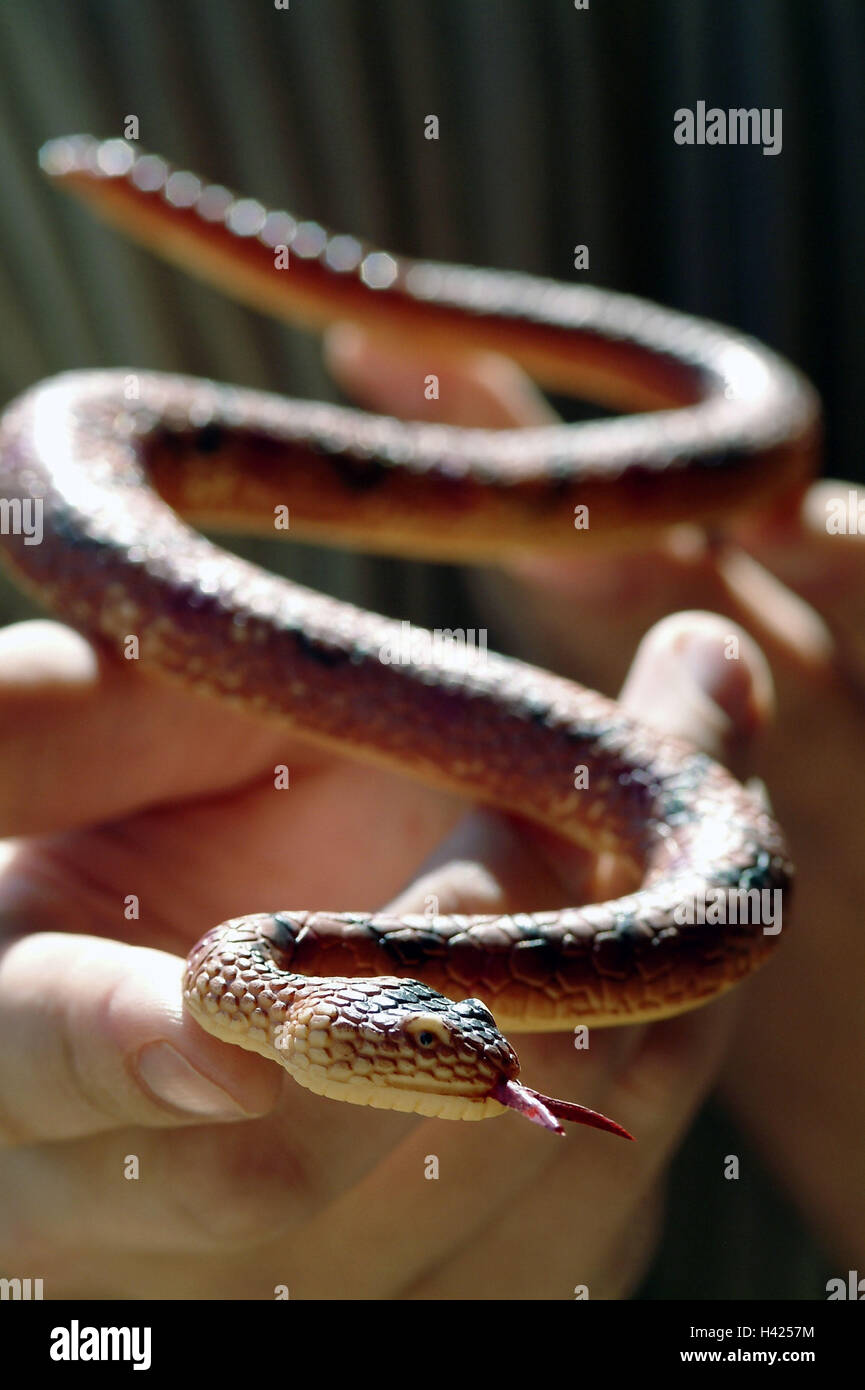Hand, Plastikschlange, Toy, dummy, animal, snake, copy, artificially ...