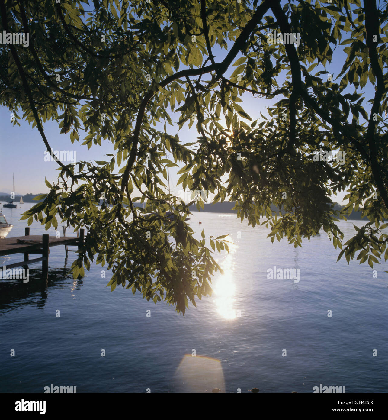 Germany, Bavaria, Lake Chiem, bridge, tree, detail, brenchs, leaves ...