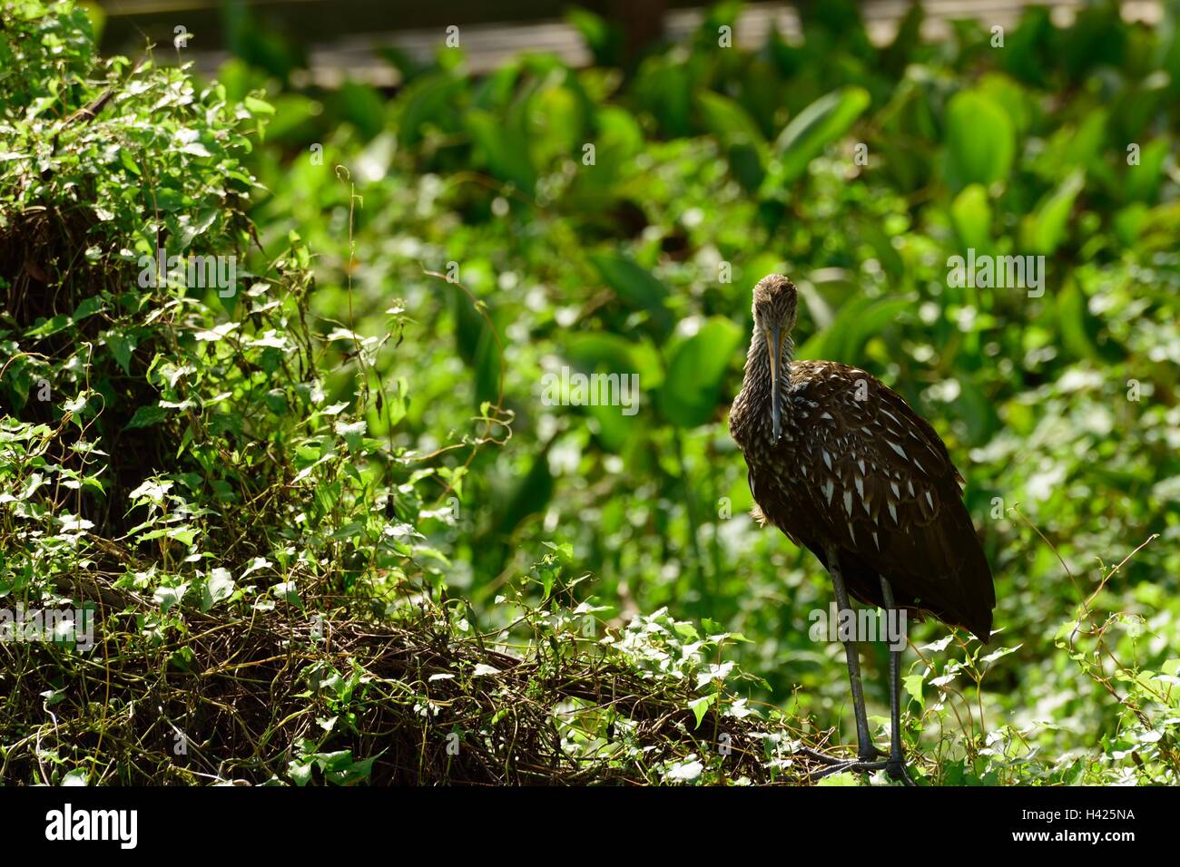 The Limpkin bird, also called Carrao, Courlan, and Crying bird resting ...