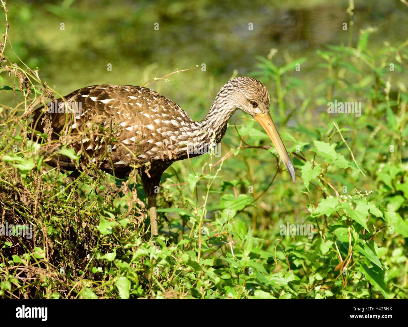 The Limpkin bird, also called Carrao, Courlan, and Crying bird resting ...