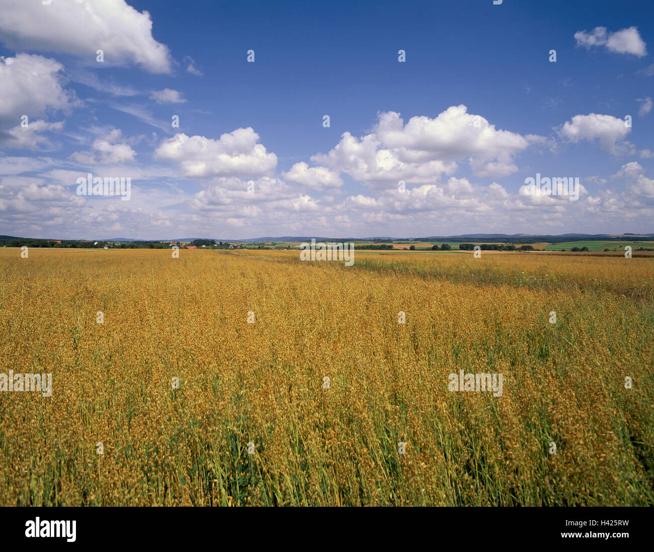 Germany, Saarland, Rappweiler, timber forest scenery, grain-field ...