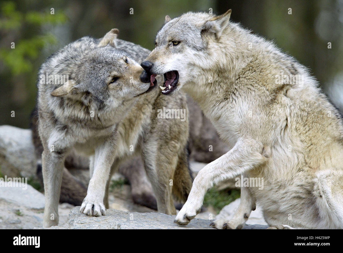 Enclosures, grey wolves, Canis lupus, behaviour, obsequiousness ...