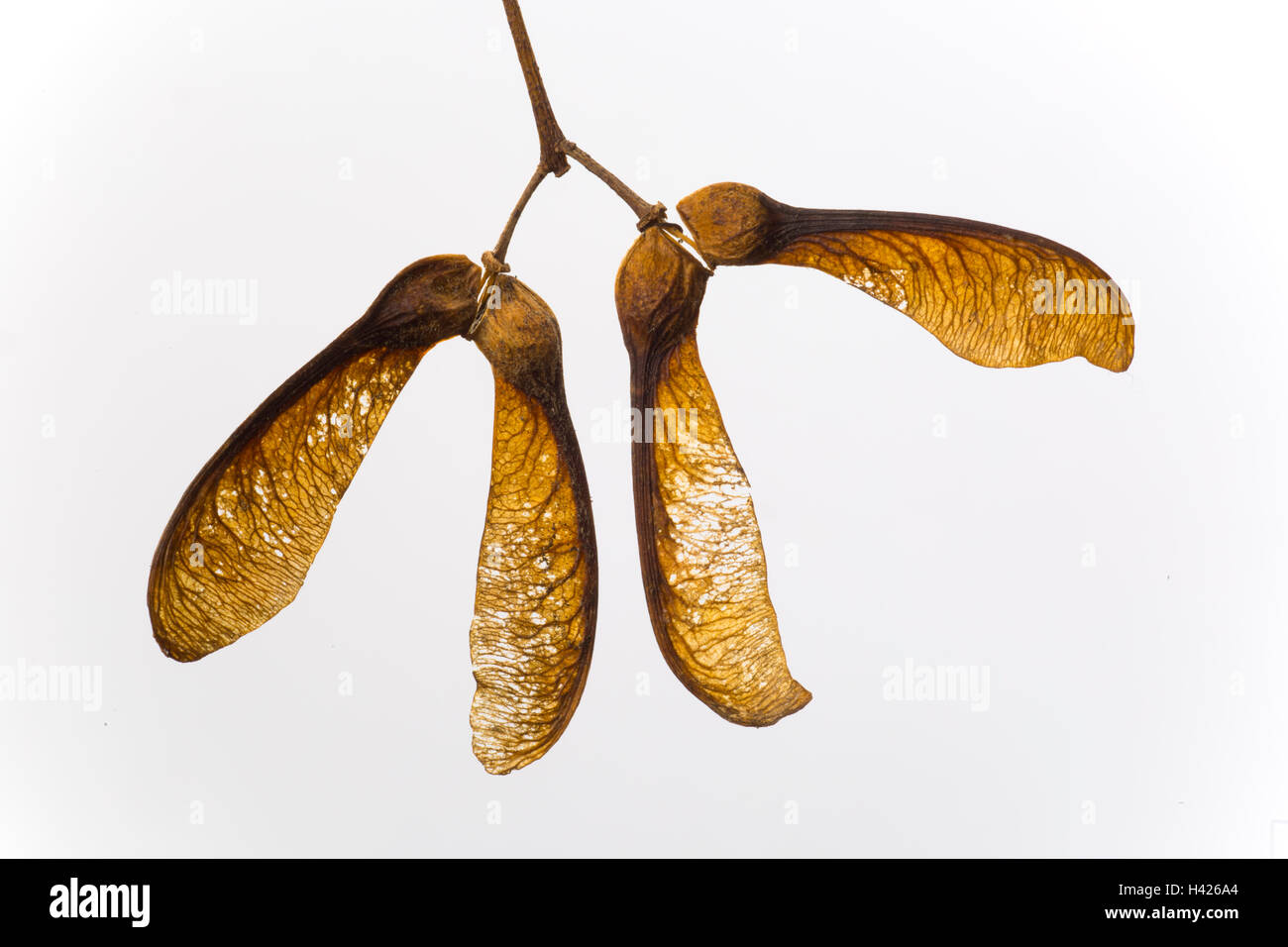 Wind dispersal of seeds hi-res stock photography and images - Alamy