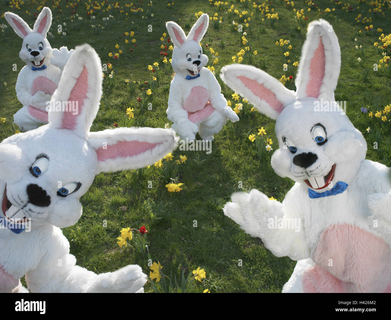 Meadow, Easter bunny, wave to flower meadow, flowers, narcissi ...