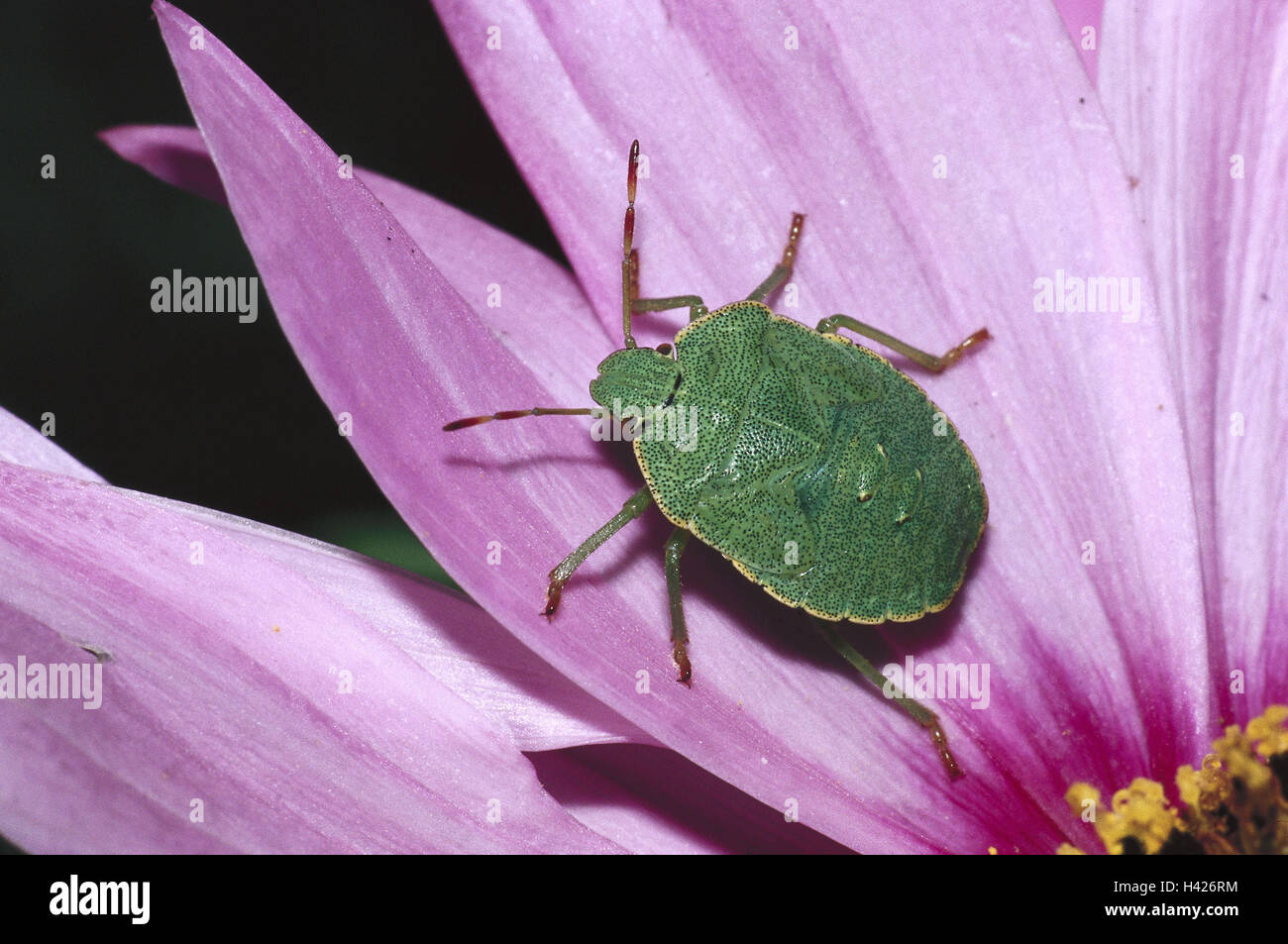 Blossom, pink, detail, green Stinkwanze, Palomena prasina, nature ...