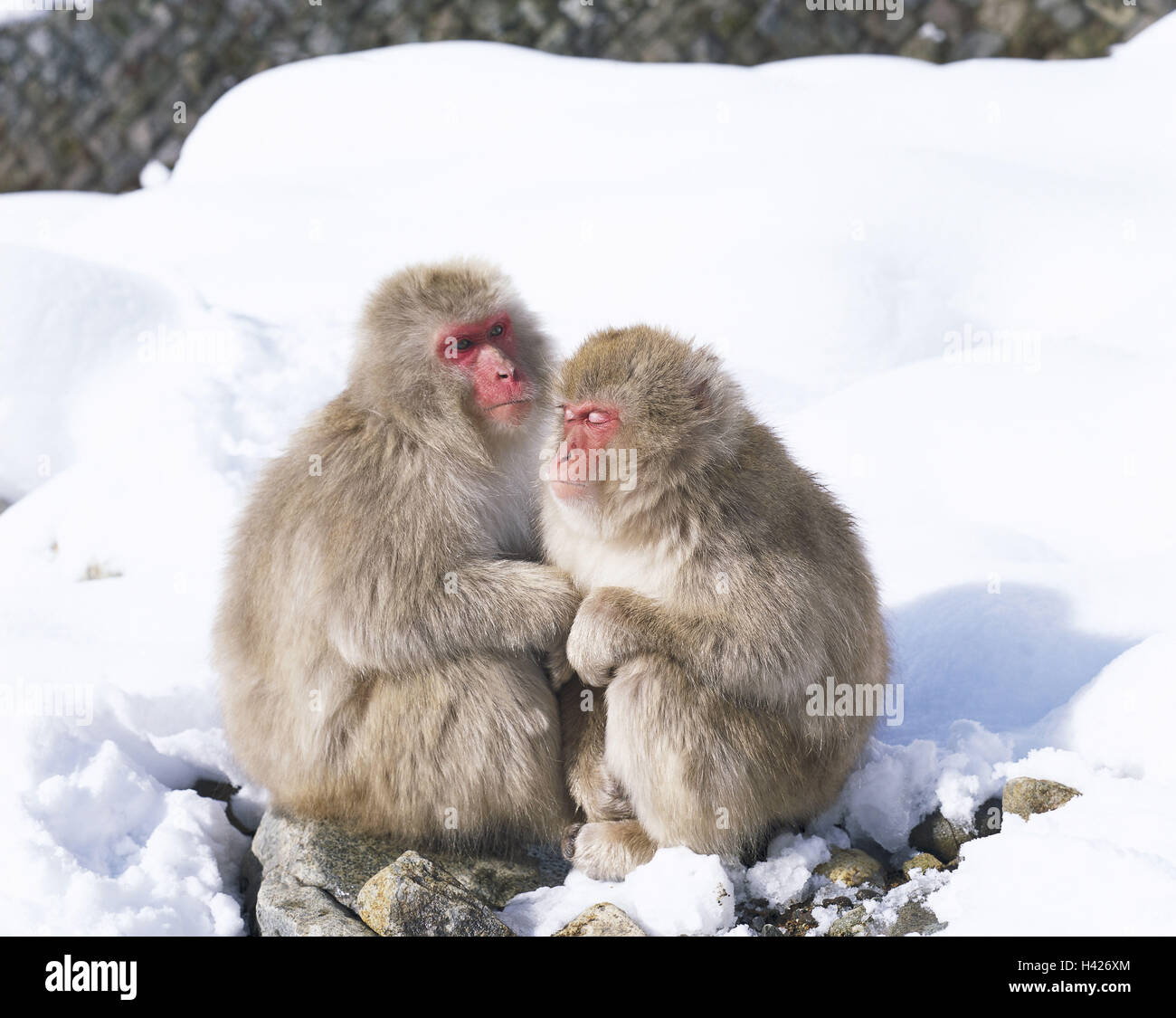 Japan, Jigokudani national park, Rotgesichtsmakaken, Macaca fuscata ...