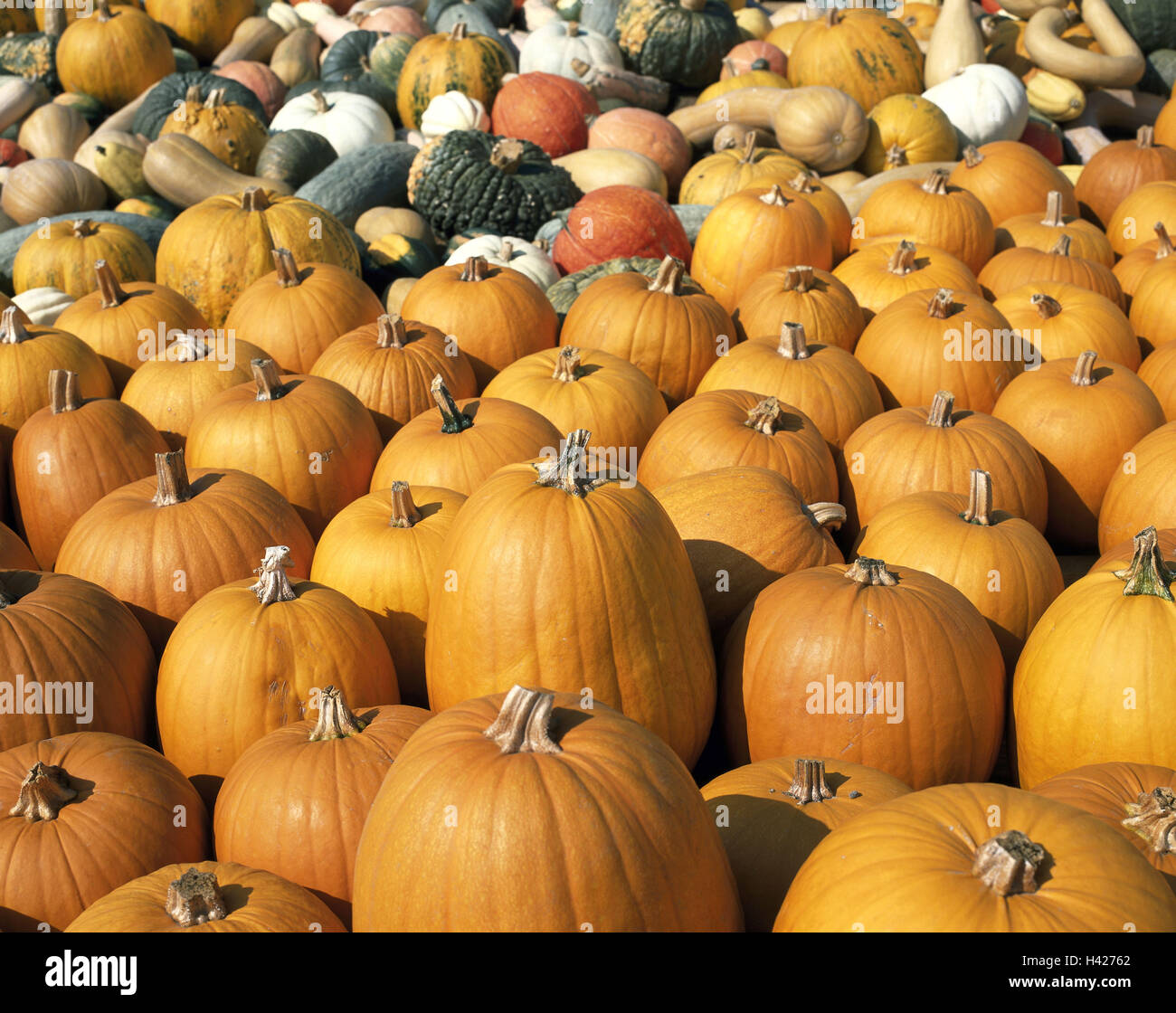 Pumpkins, offer, variety, autumn, Still life, vegetables, pumpkin ...