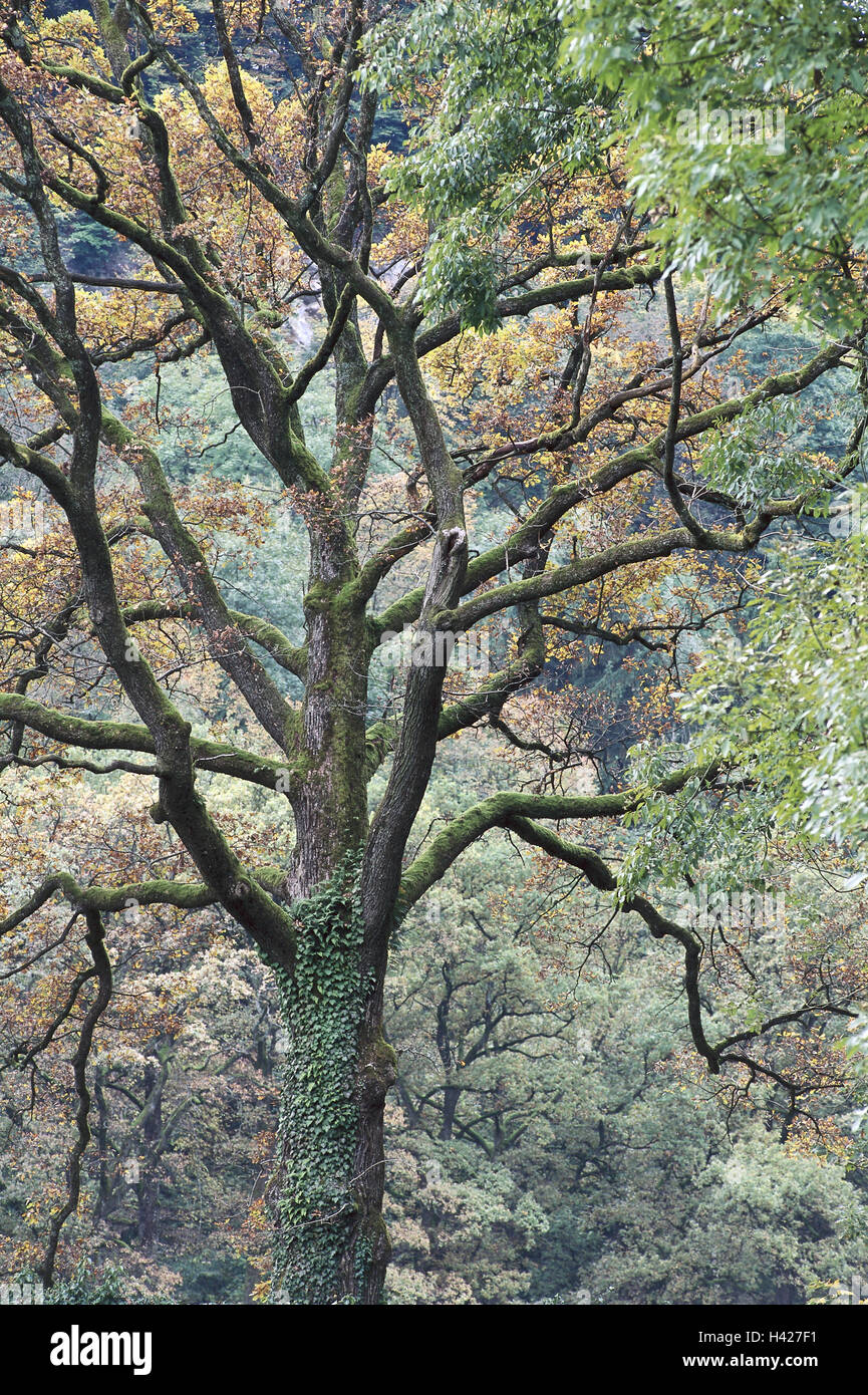 Branch bifurcations hi-res stock photography and images - Alamy