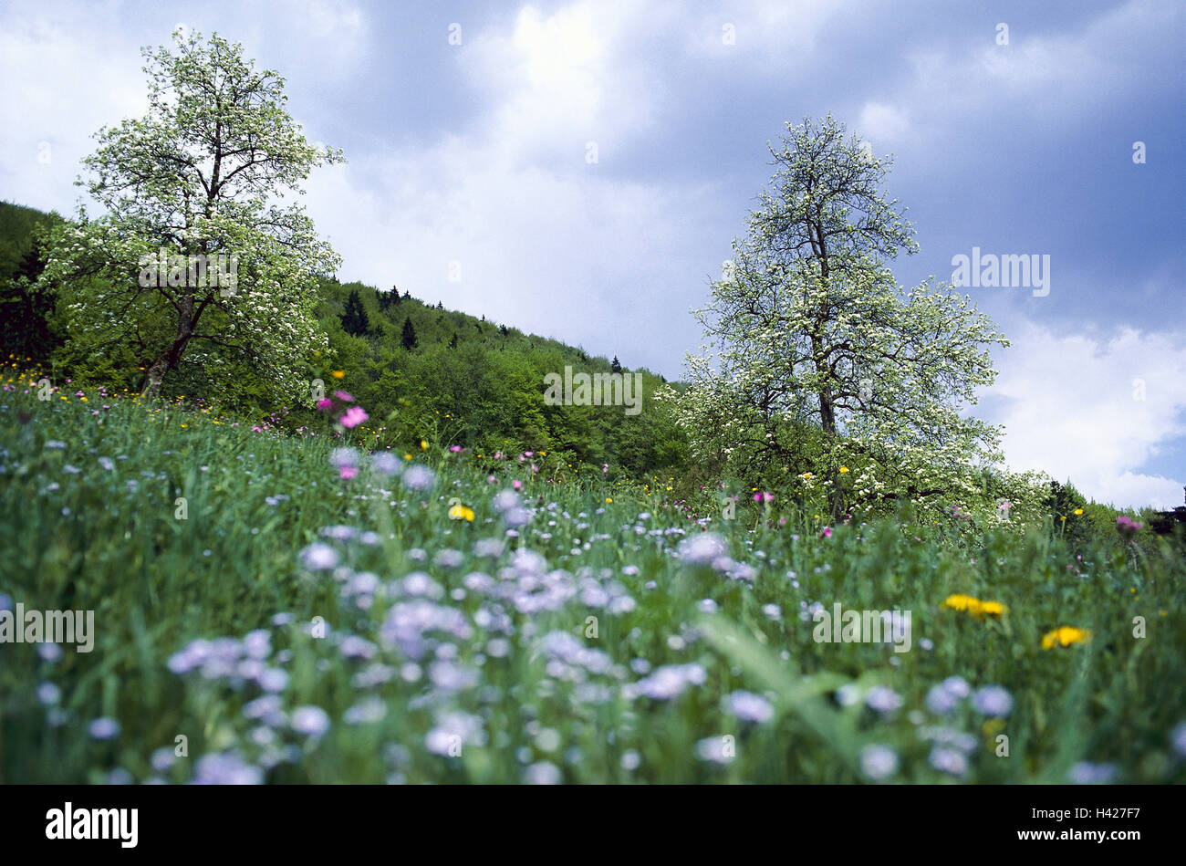Hill scenery, detail, flower meadow, trees, blossom, spring scenery ...