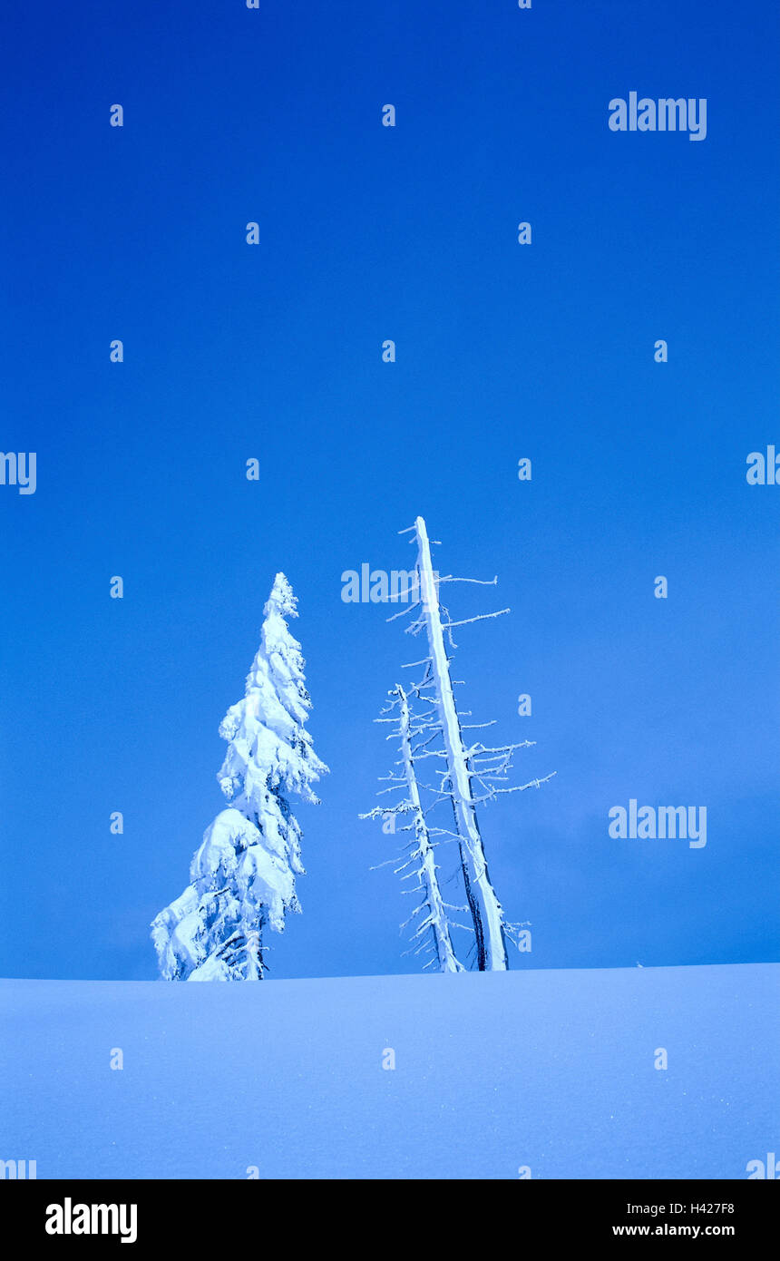 Winter scenery, trees, snowbound scenery, tree, conifer, trees, deadly ...