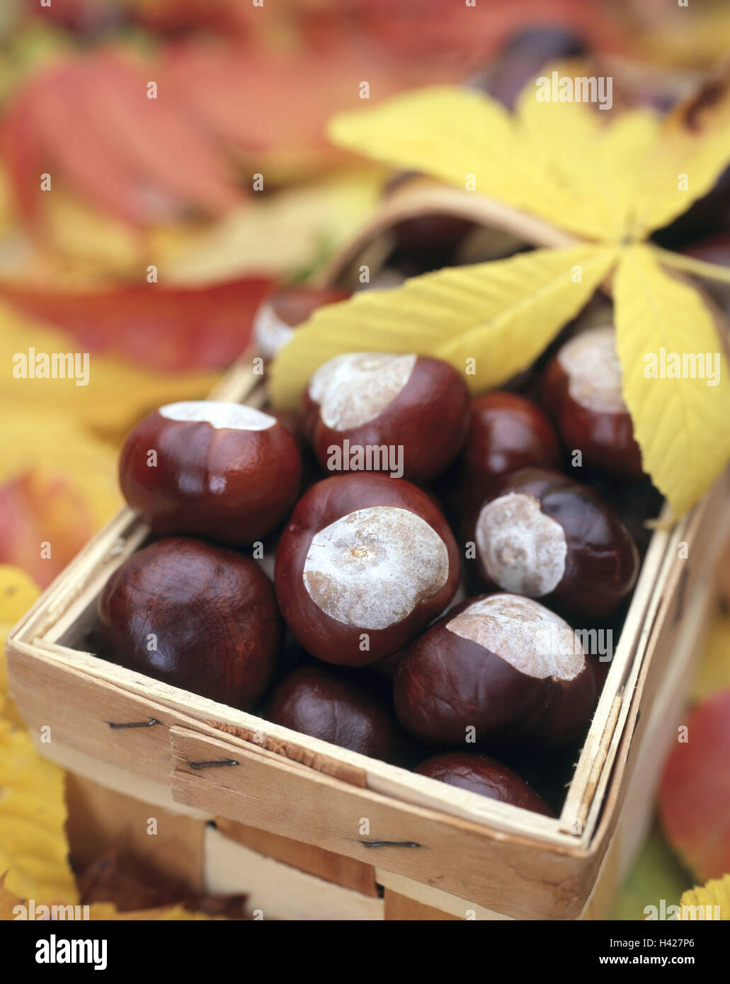 Aesculus x hi-res stock photography and images - Alamy