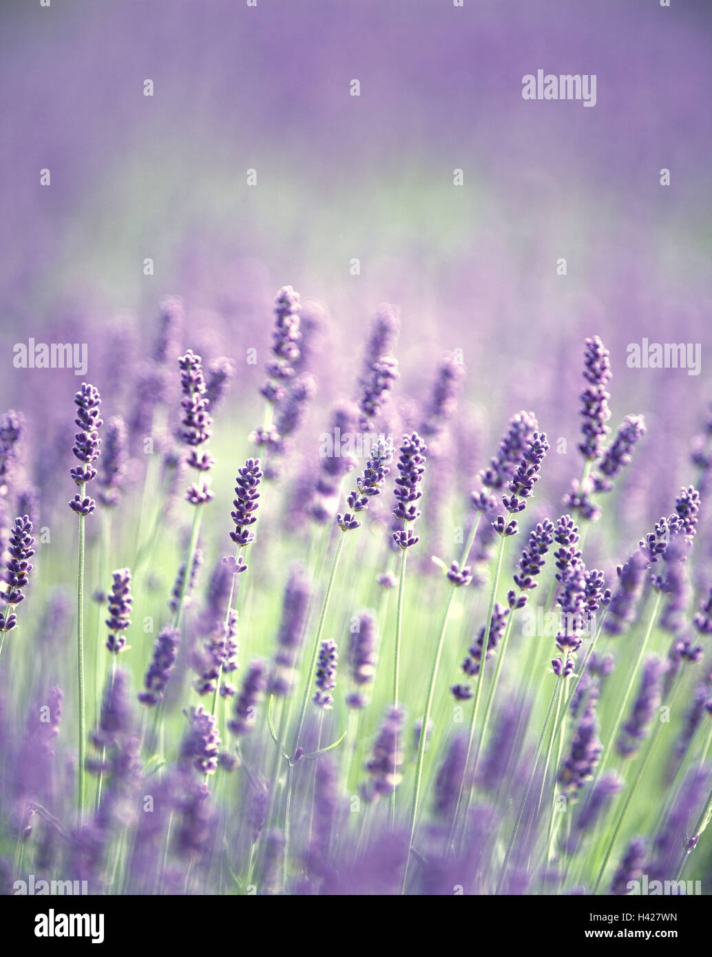 Lavender blossoms, real lavender, Lavandula angustifolia, lavender ...