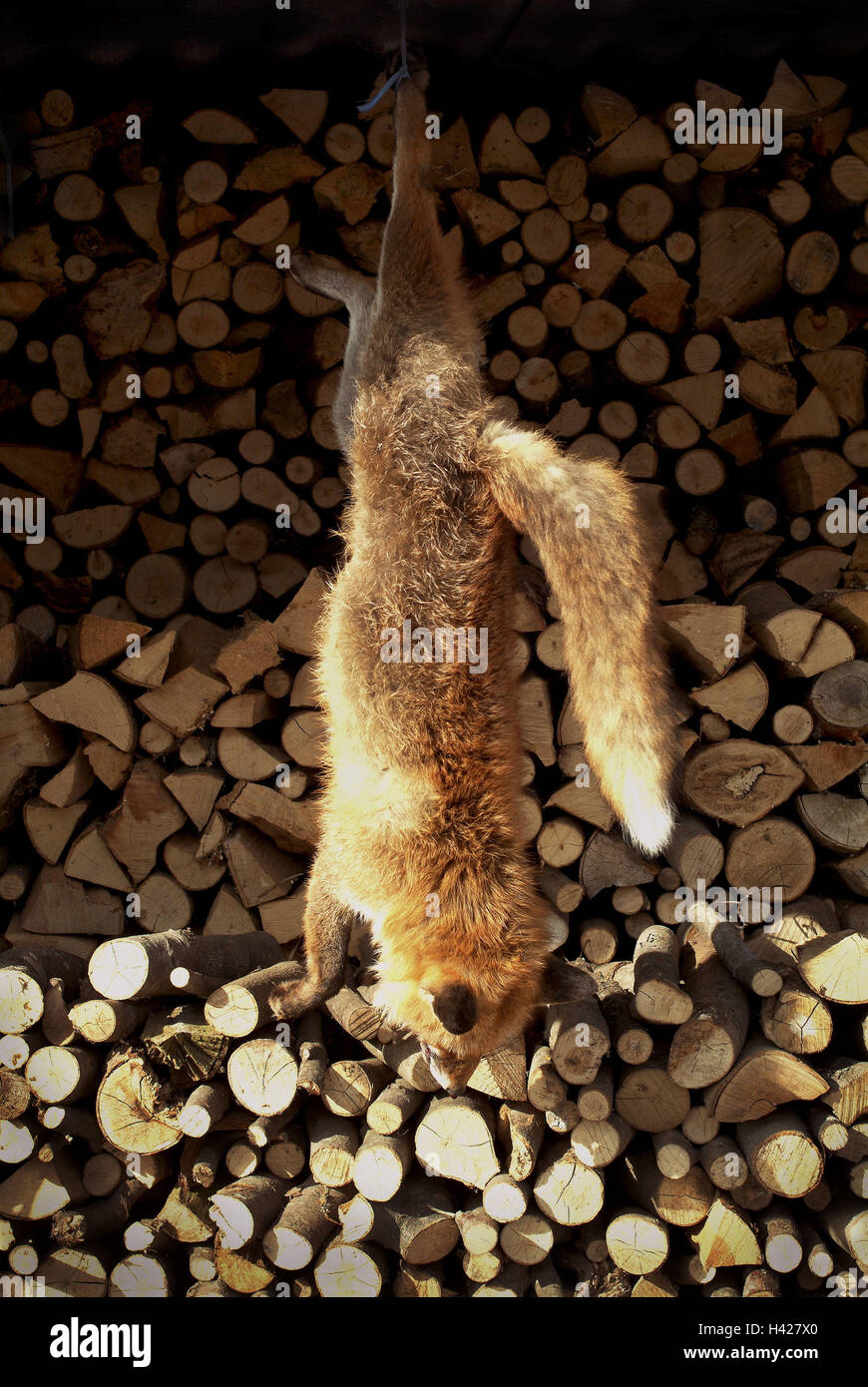 Hunt cottage, firewood, fox, dead,, hung up, headlong Stacked forest ...