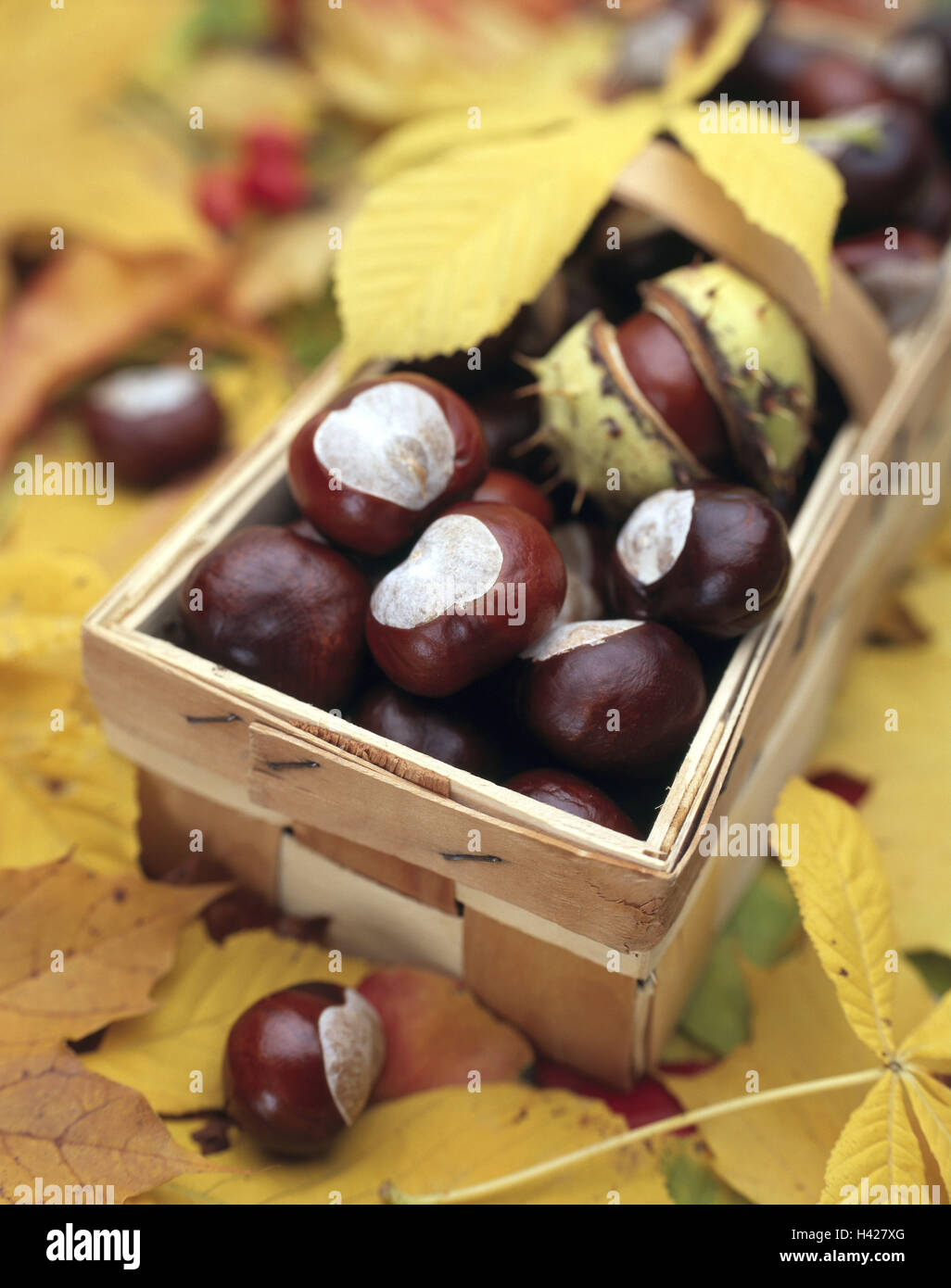 Red horse chestnut aesculus x carnea hi-res stock photography and ...
