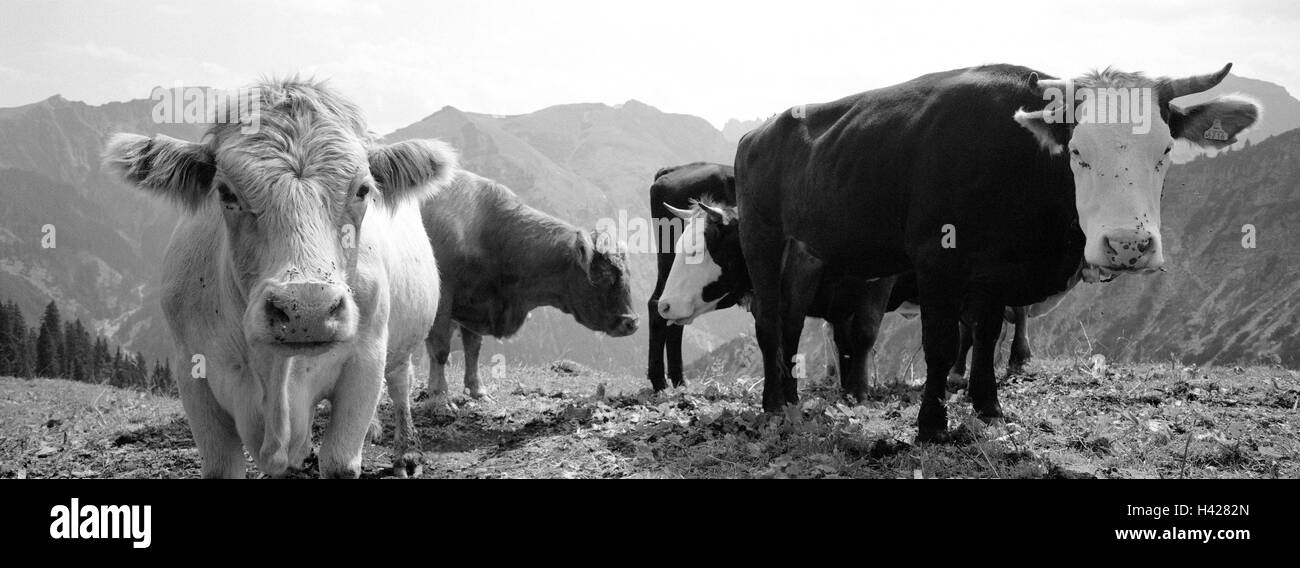 Alm cow Black and White Stock Photos & Images - Alamy