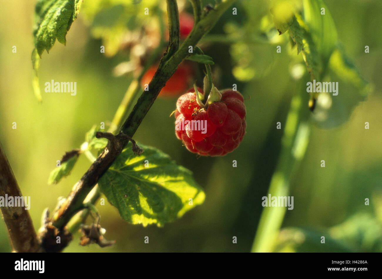 Raspberry, abandoned, fruits, detail, Botany, plant, rose plants, Rubus ...