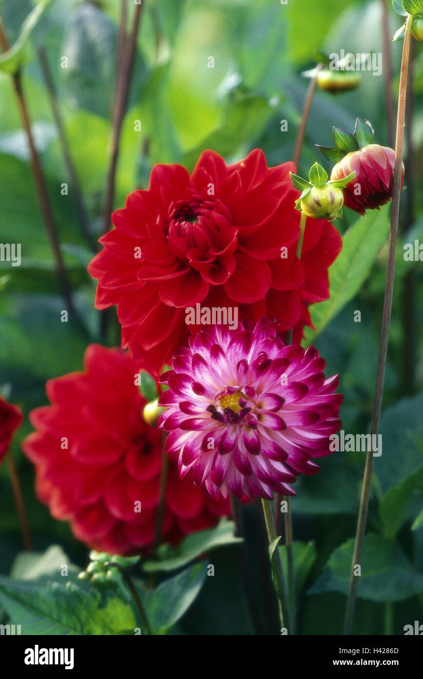 Dahlias, blooms, differently, detail, Plants, garden plants, garden ...