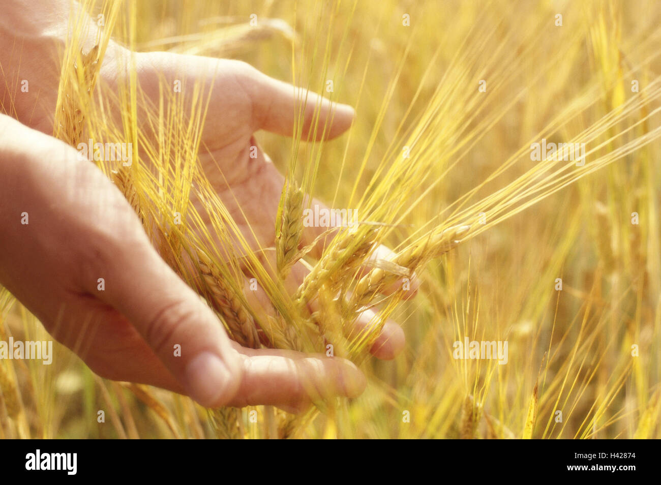 Grain field, man, detail, hand,, Grain heads, touch, Farmer, control ...
