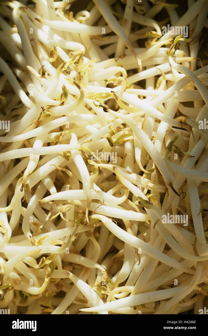 Bean sprouts, close up, rungs, nutrition healthy, vegetable, vegetarian ...