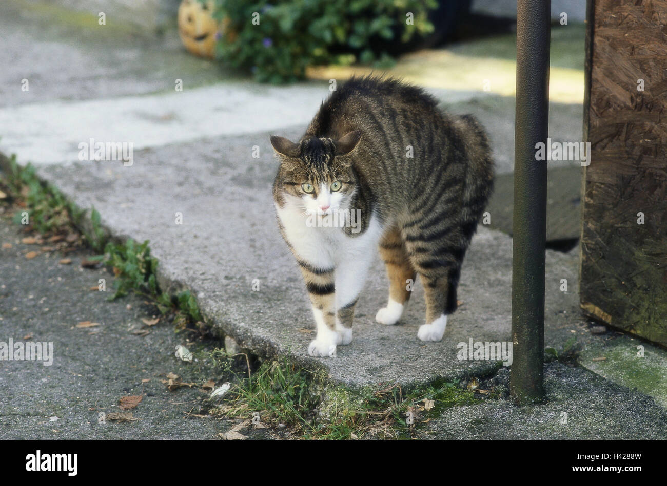 Ready for battle shaft hi-res stock photography and images - Alamy