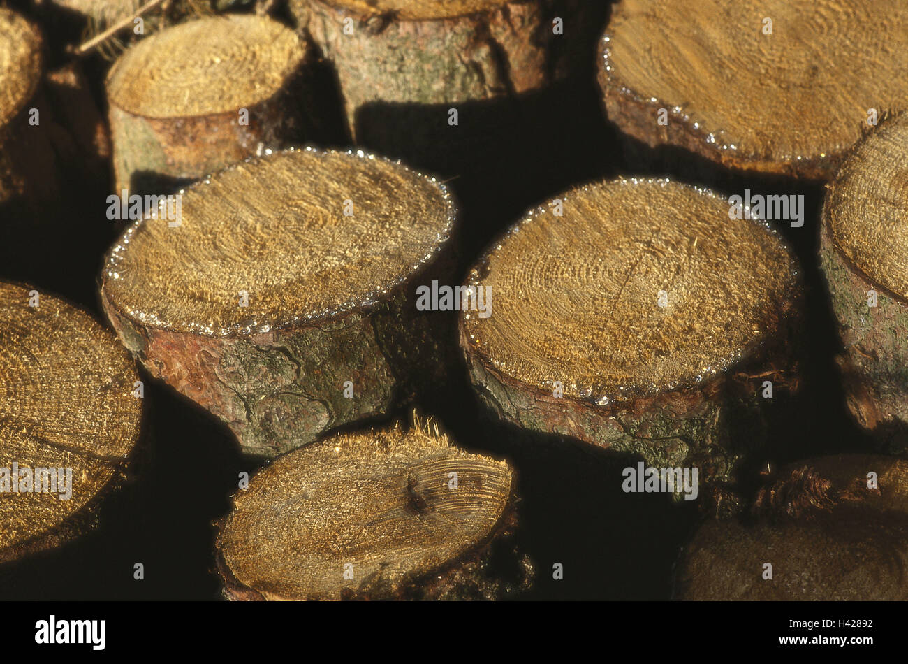 Raw tree trunks hi-res stock photography and images - Alamy