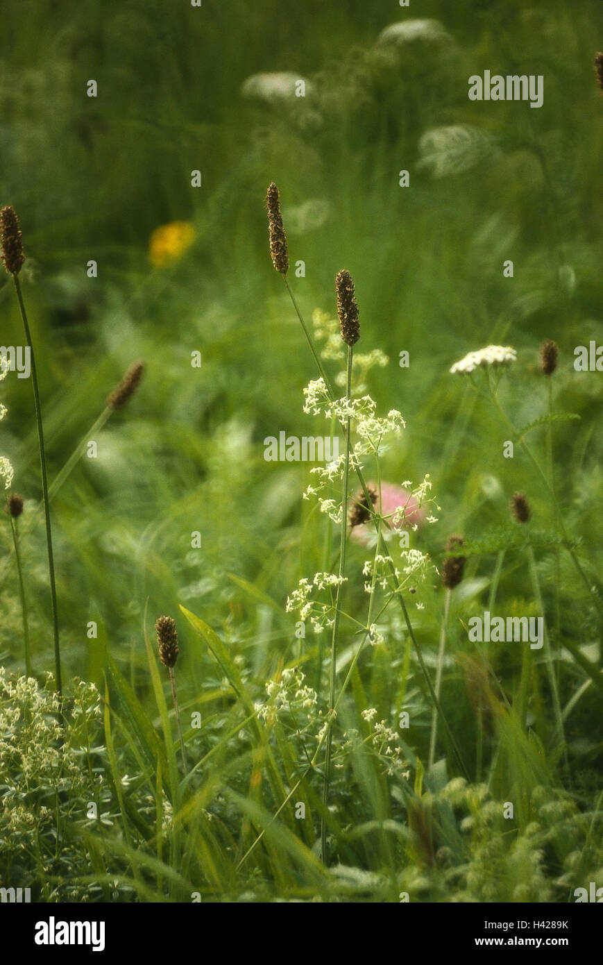 Grass stalks grasses stalks concept habitat hi-res stock photography ...