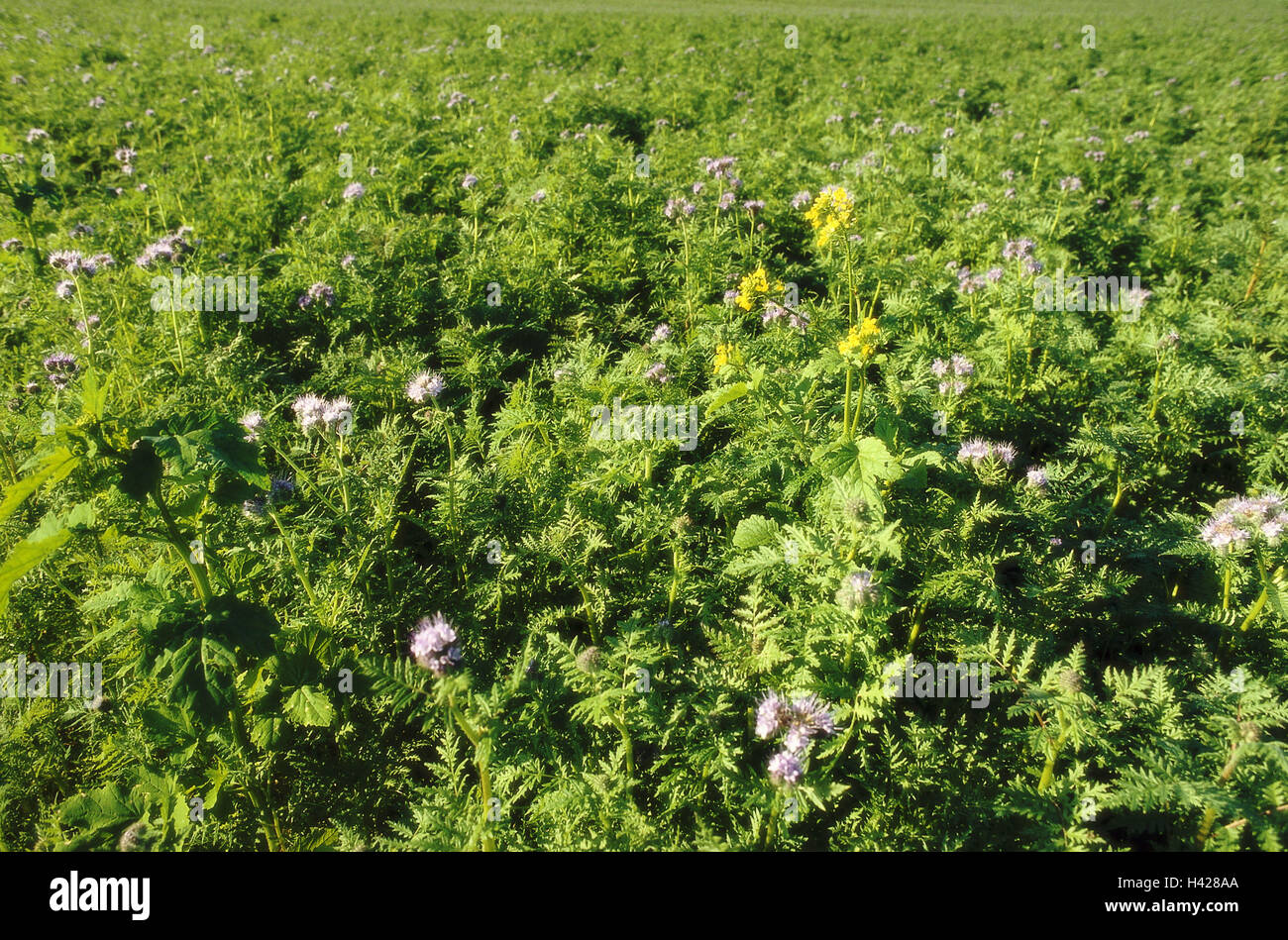 Green fertilizer green area agriculture habitat nature hi-res stock ...