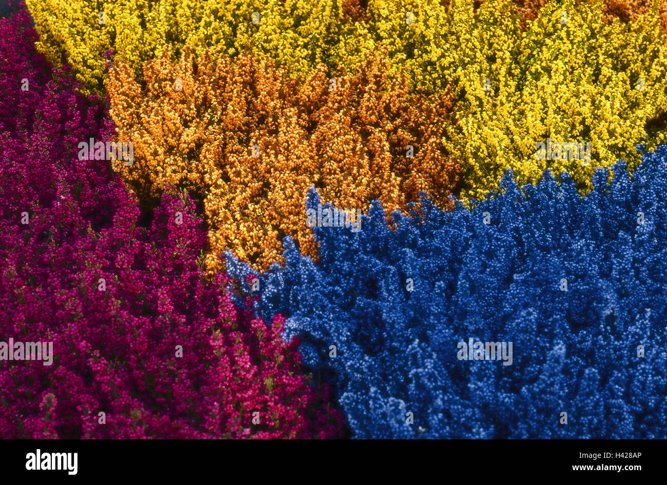 Heather, Erica spec., Detail, blooms, pink, blue, yellow, Heather ...