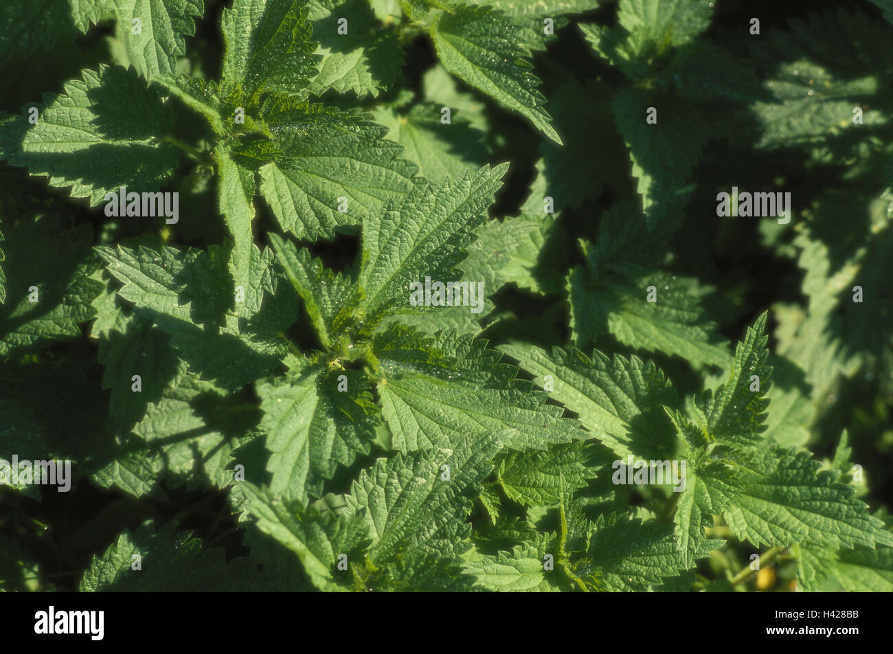Fixed Plants Names