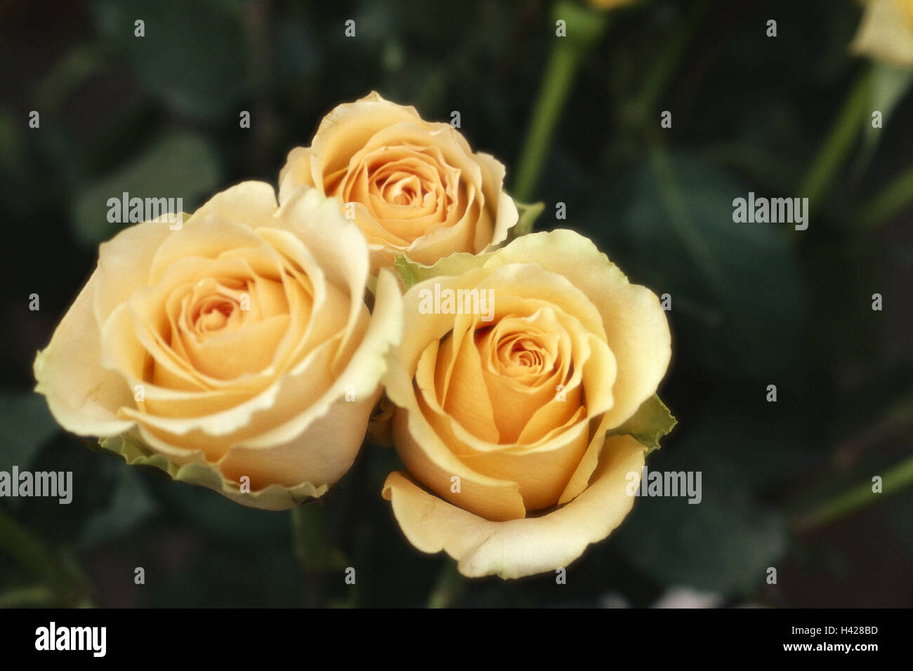 Rose blooms, yellow, Plants, flowers, roses, blooms, bloom, prime ...