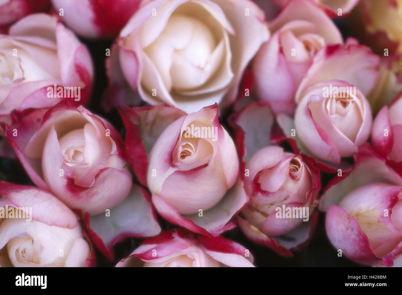Roses, detail, blooms, red-white, Plants, flowers, rose blooms, blooms ...
